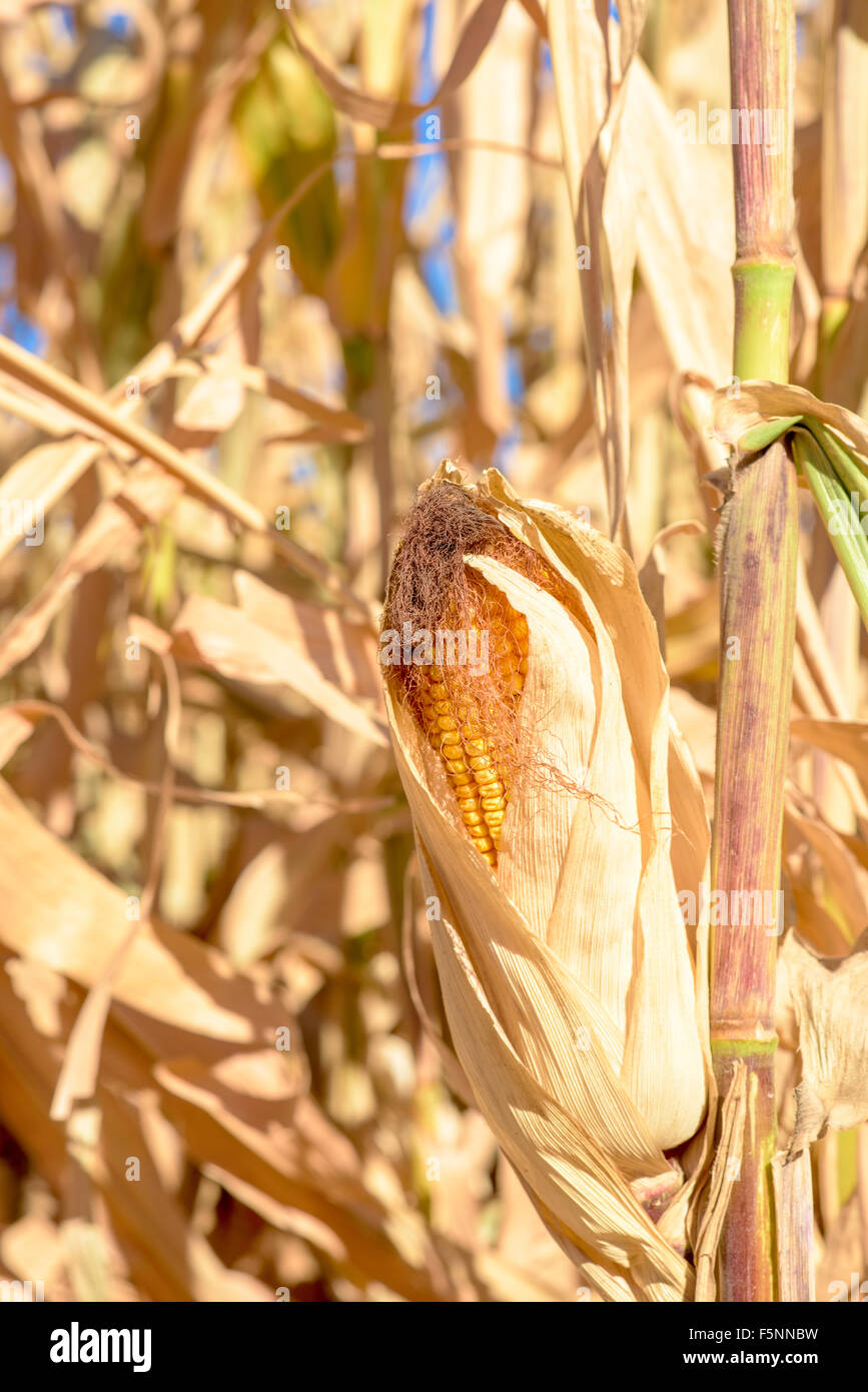 Dried corn in the field used for silage Stock Photo - Alamy