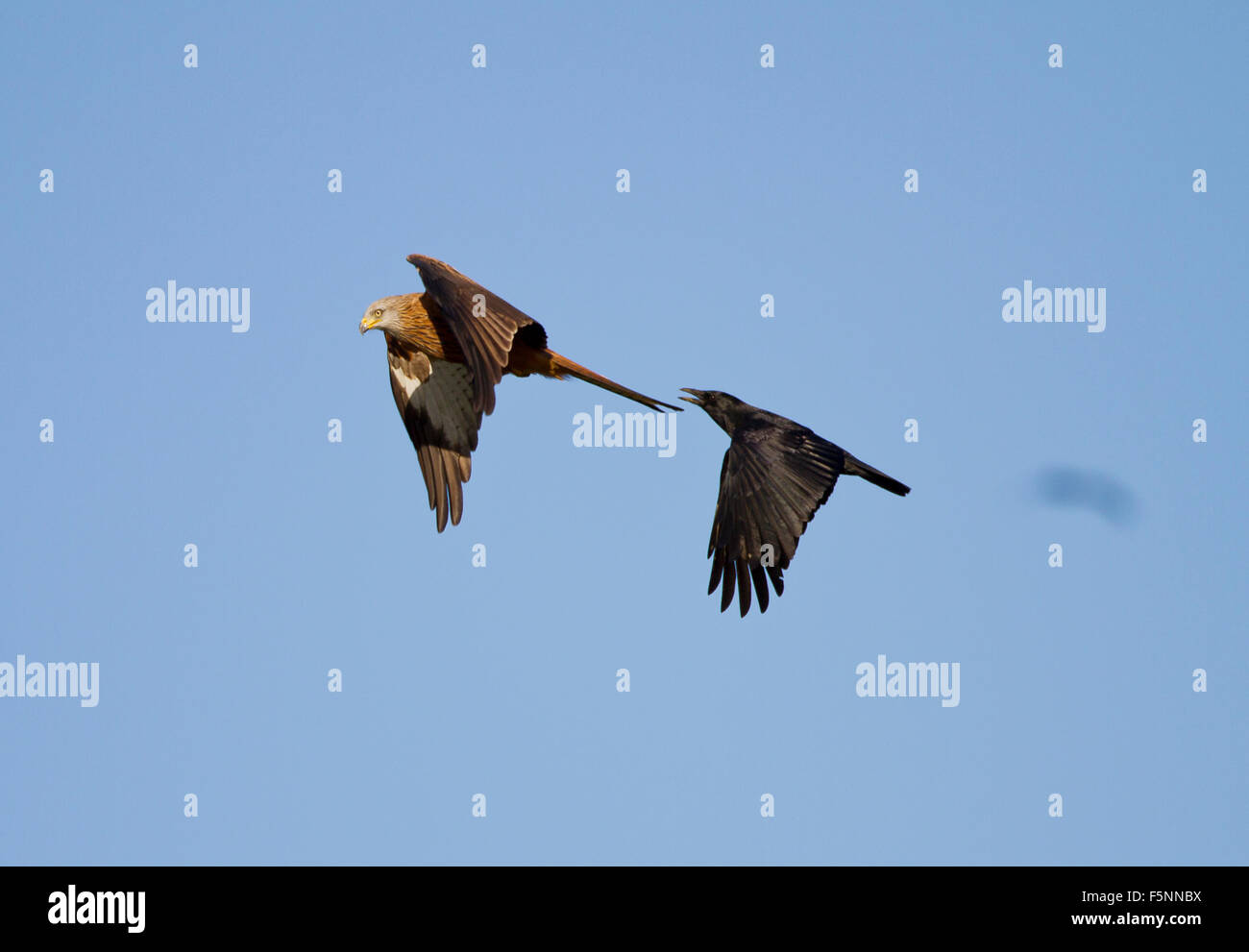 Red Kite chased by Raven, Gigrin Farm, Powys Stock Photo - Alamy