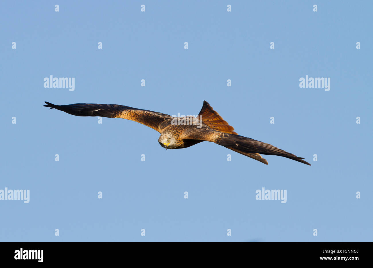 Red Kite, Gigrin Farm, Powys Stock Photo - Alamy