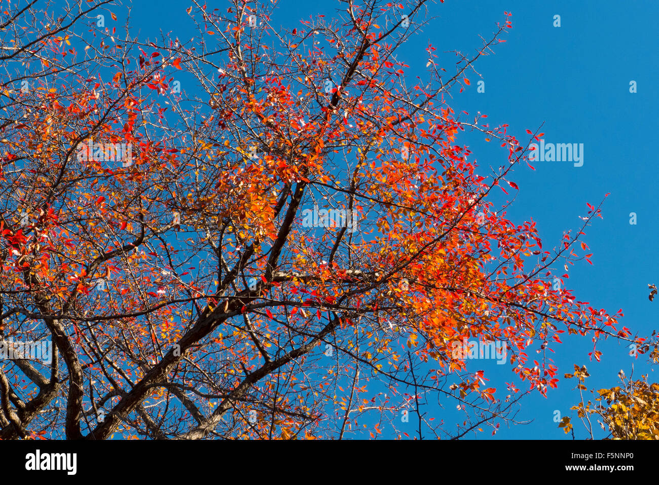 Tree with fall foliage hi-res stock photography and images - Alamy