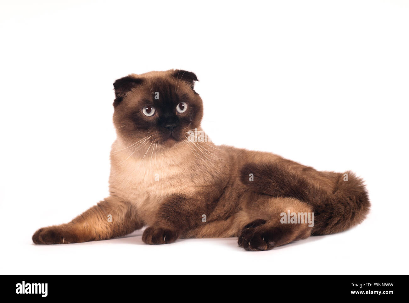 Scottish fold cat point color on white background Stock Photo - Alamy