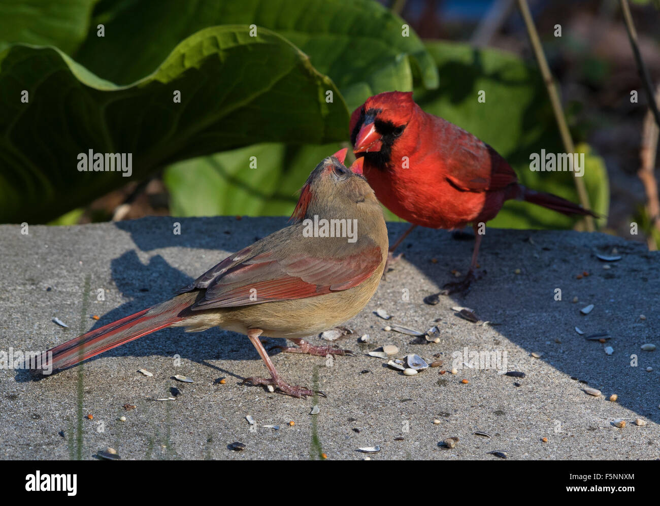 Cardinal courtship hi-res stock photography and images - Alamy