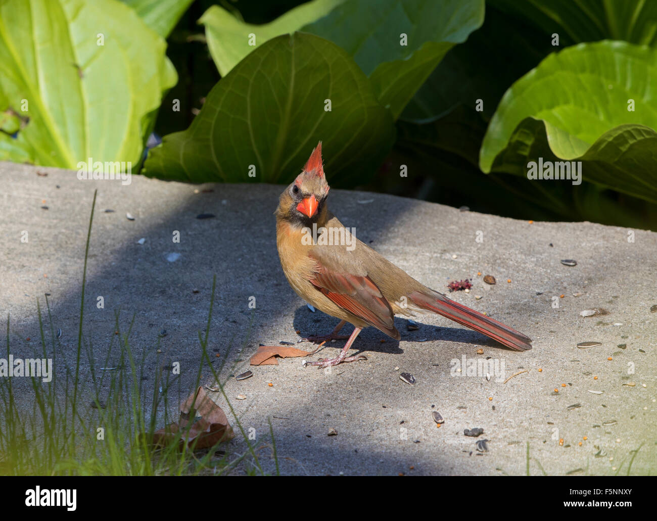 Female Northern Cardinal Stock Photo - Alamy