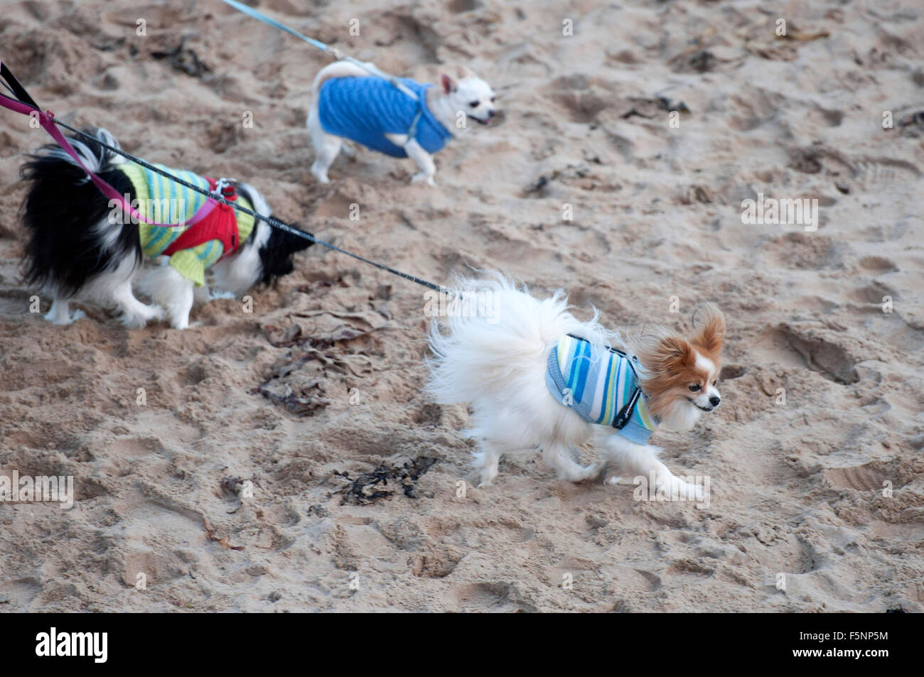 Swansea, UK. 07th Nov, 2015. Stormy weather. Dogs wrapped up against ...