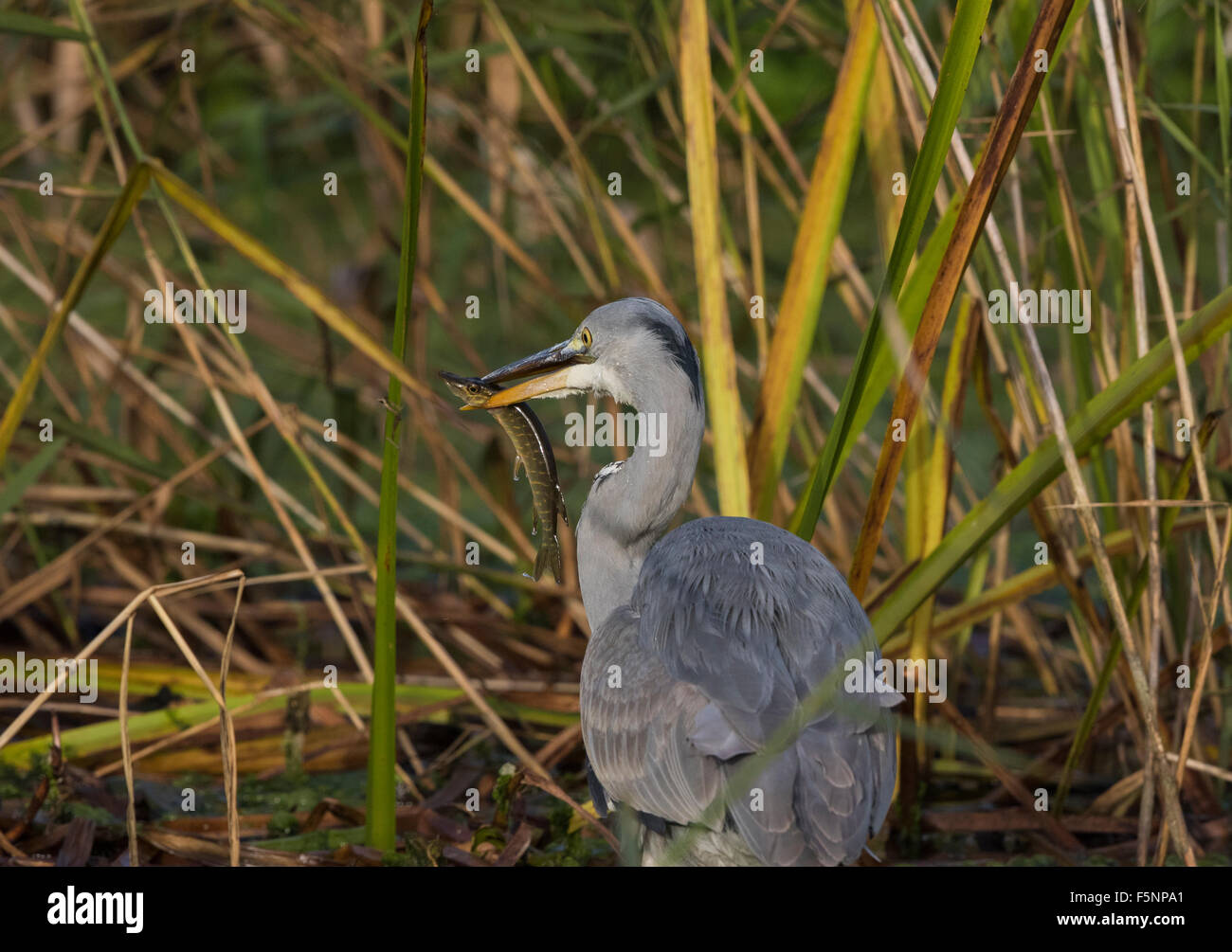 Grey Heron with Jack Pike Stock Photo - Alamy