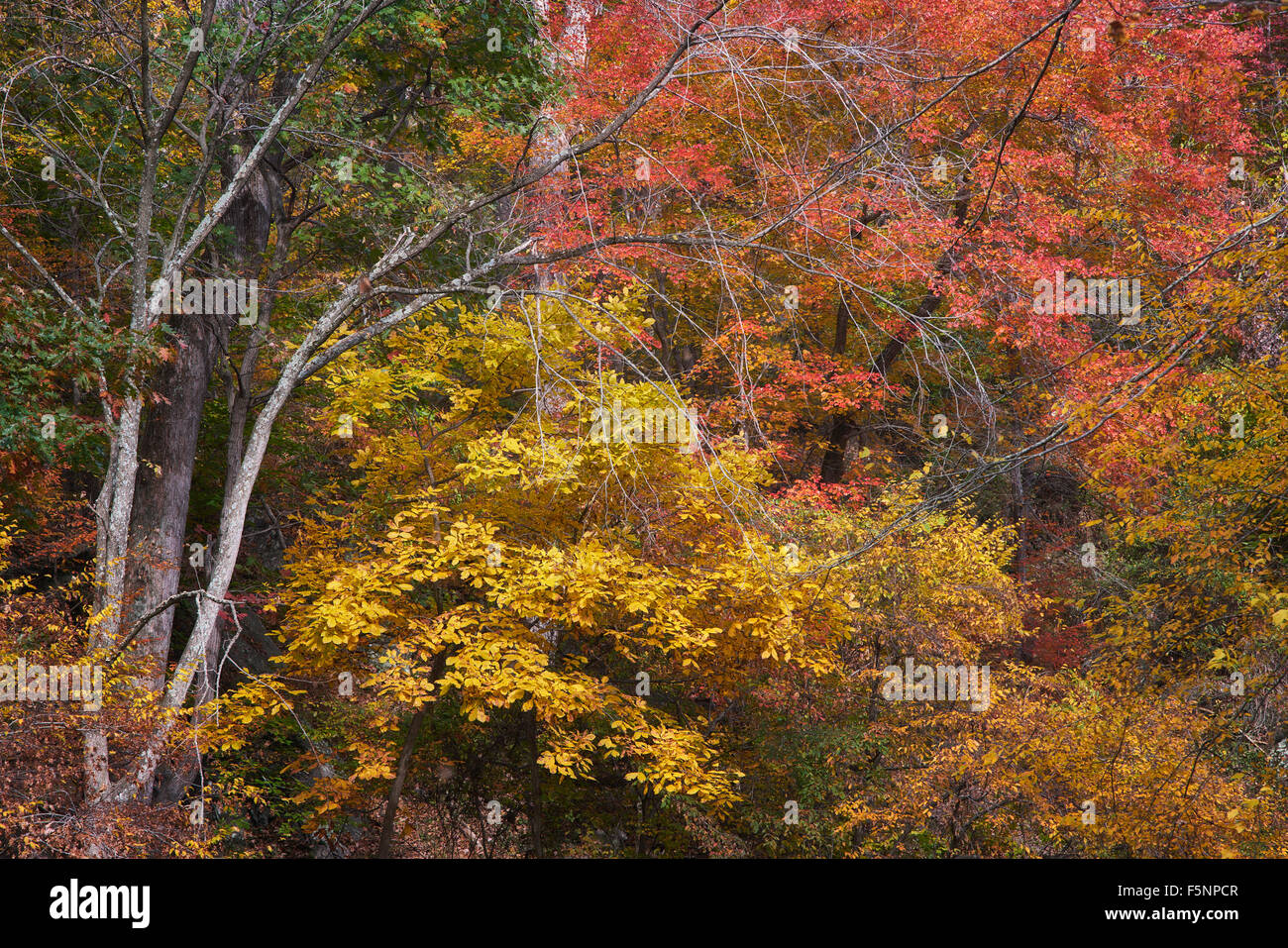 Autumn in oak maple forest hi-res stock photography and images - Alamy