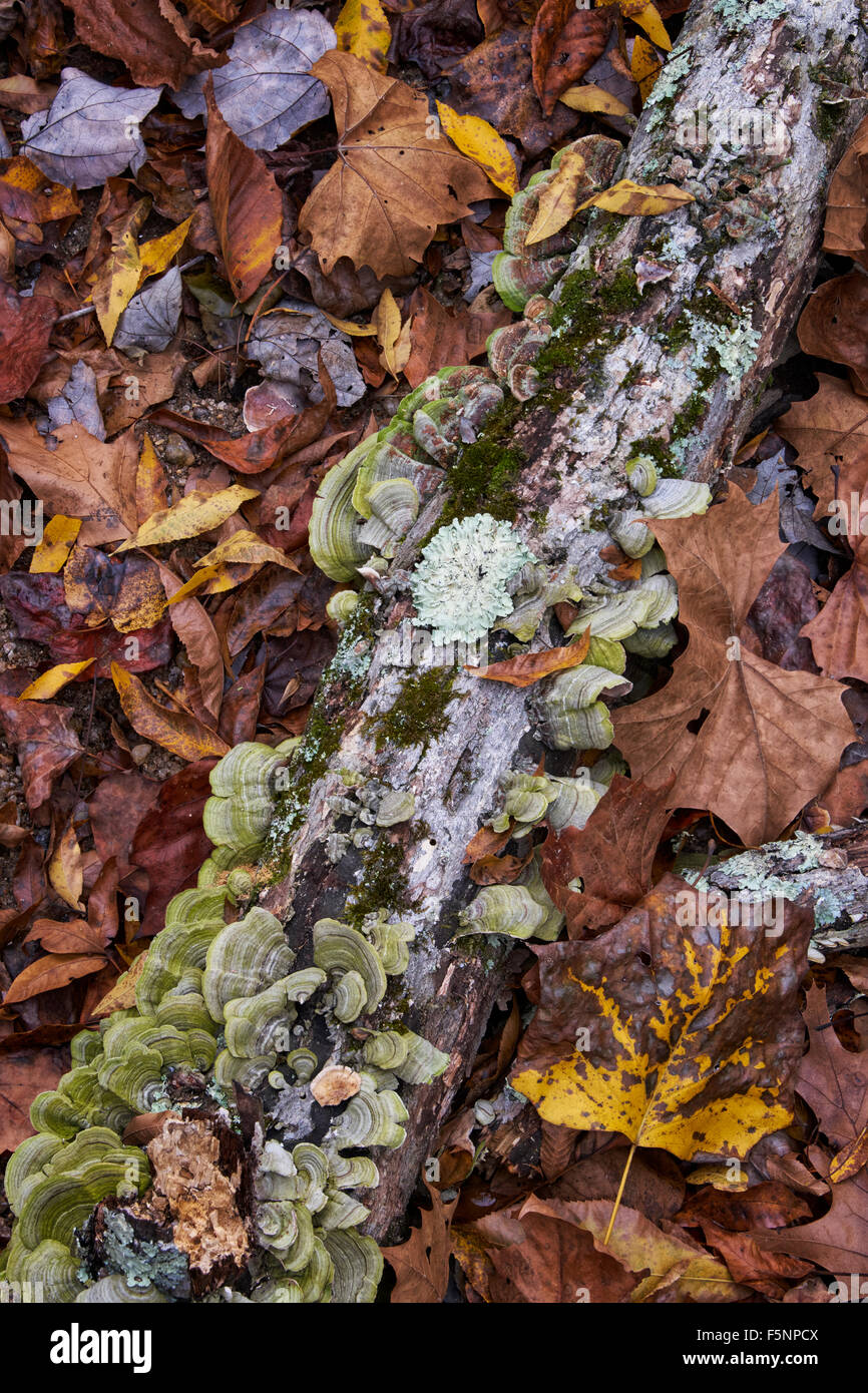 Forest detail in hi-res stock photography and images - Alamy