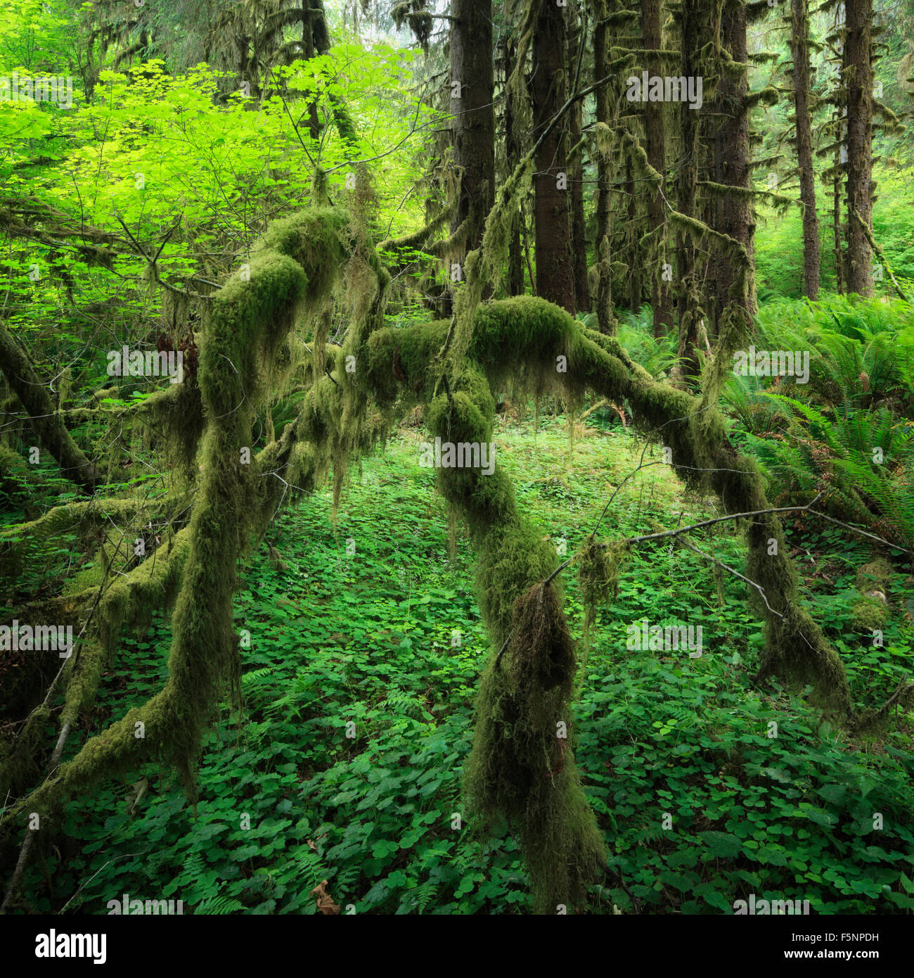Verdant sword fern, Oxalis and moss in the Hoh Rainforest in Olympic ...