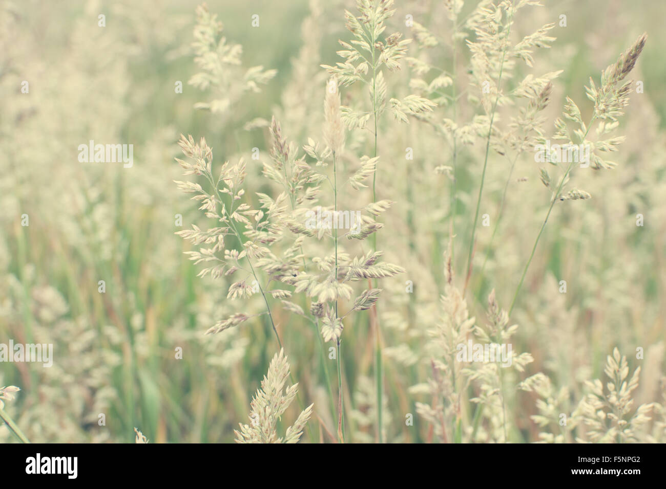 Abstract wild grasses Stock Photo - Alamy