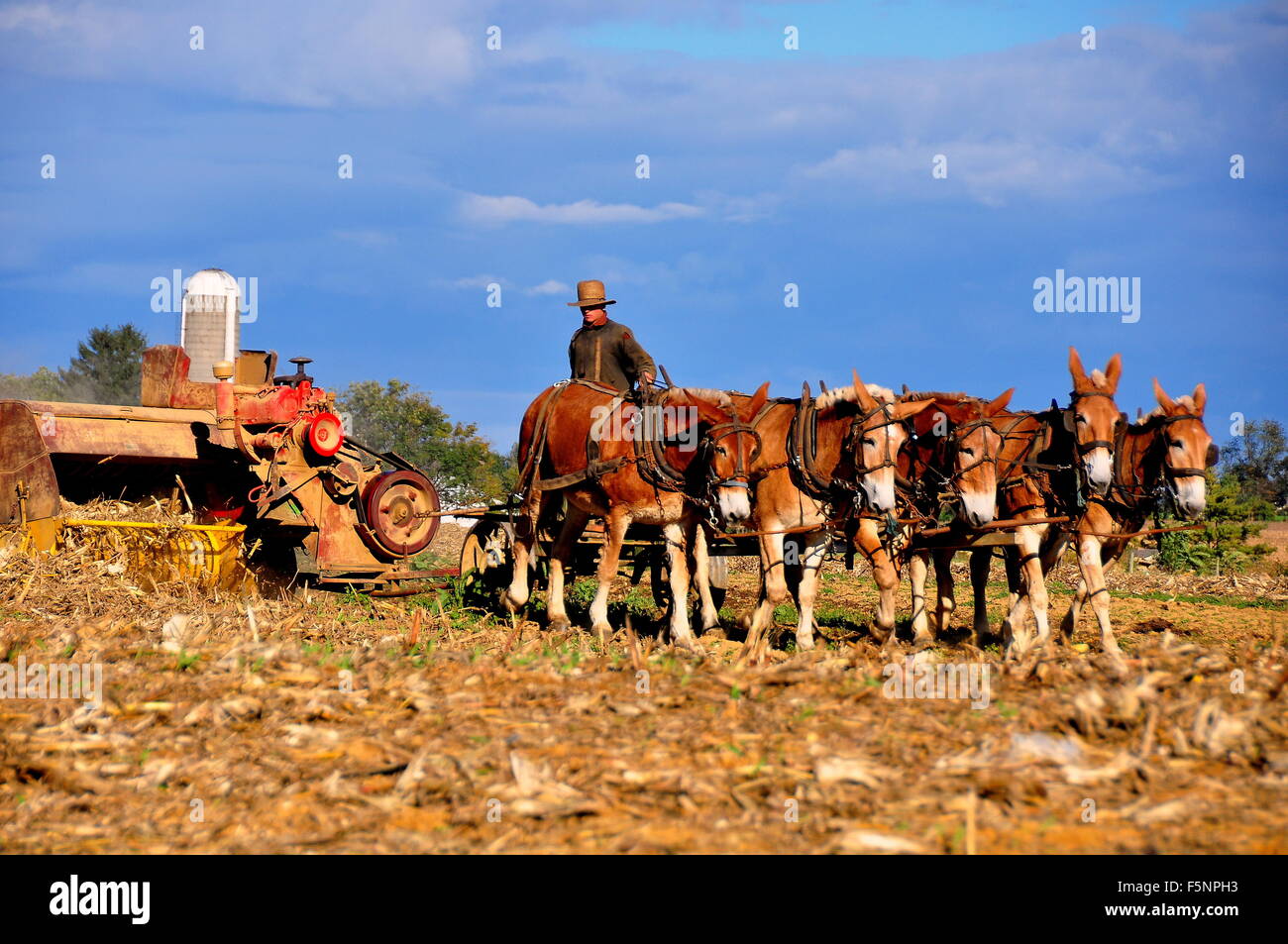 Lancaster County, Pennsylvania: Amish farmer baling dried corn stalks ...