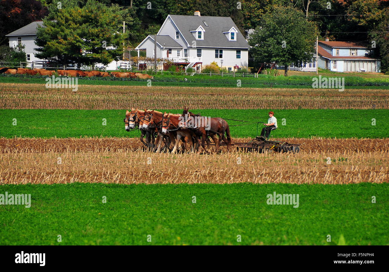 Amish plowing hi-res stock photography and images - Alamy