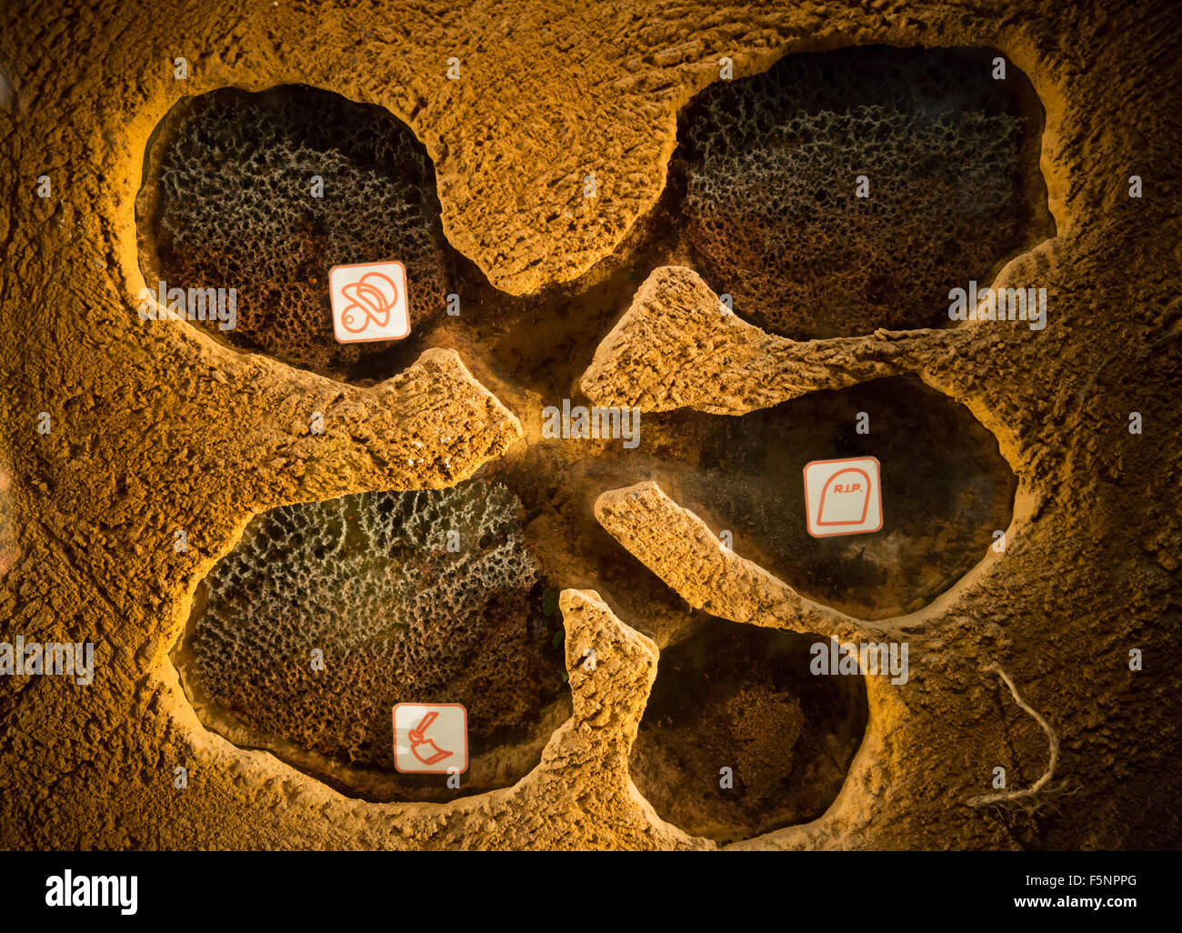 Ant Colony Structure