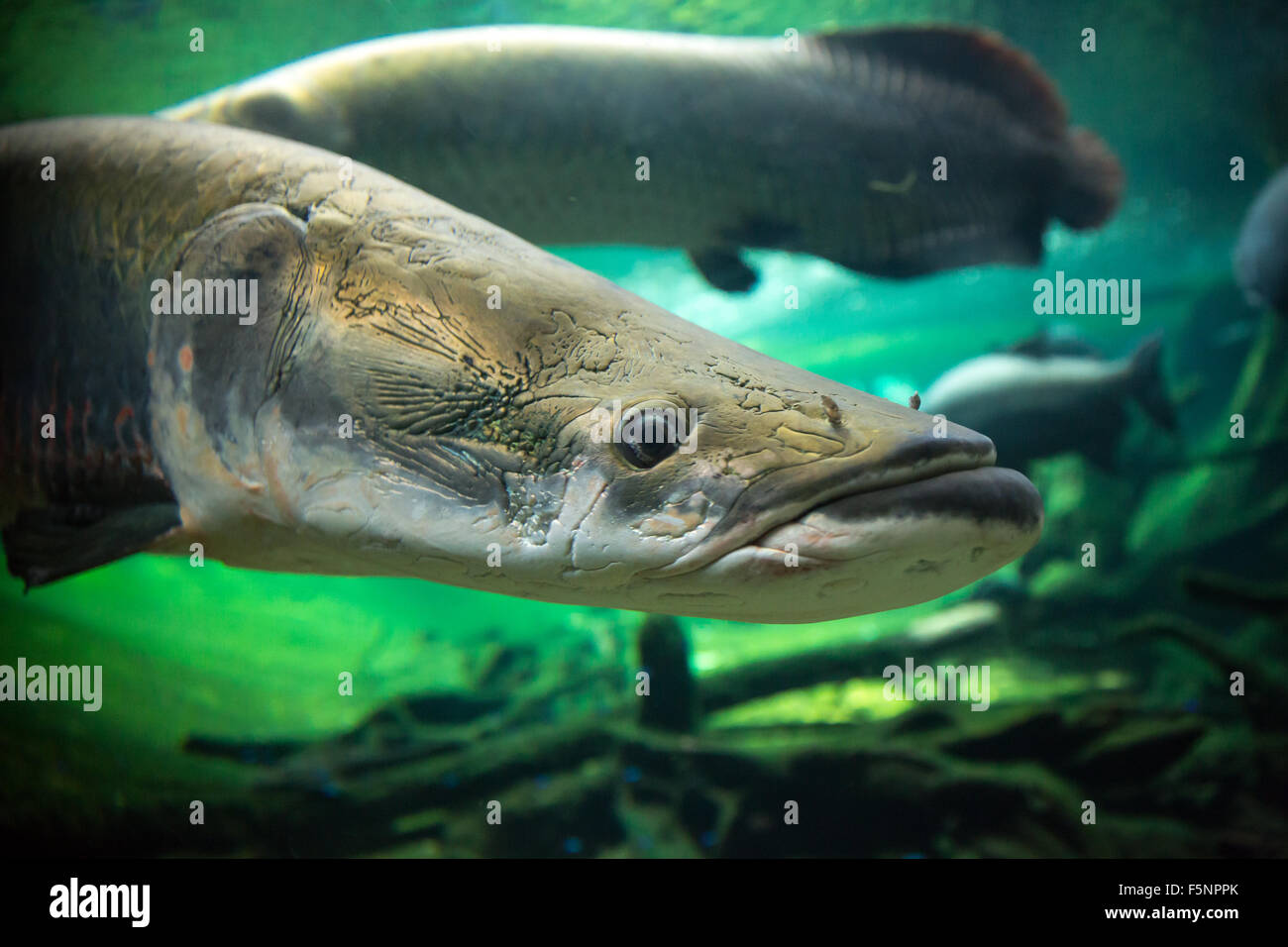 Closeup of giant fishes underwater Stock Photo - Alamy