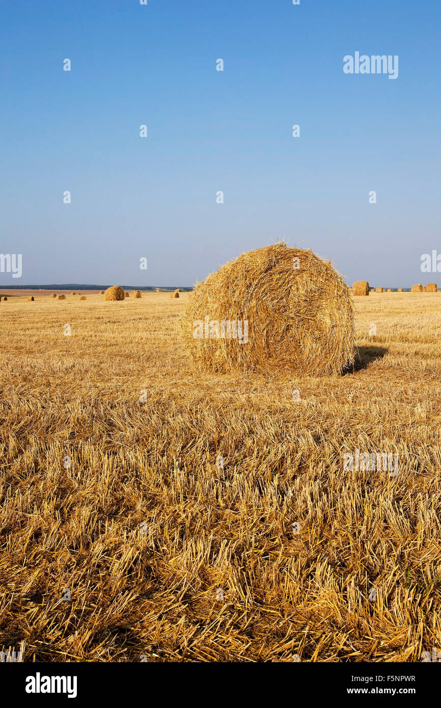 haystacks straw . summer Stock Photo - Alamy
