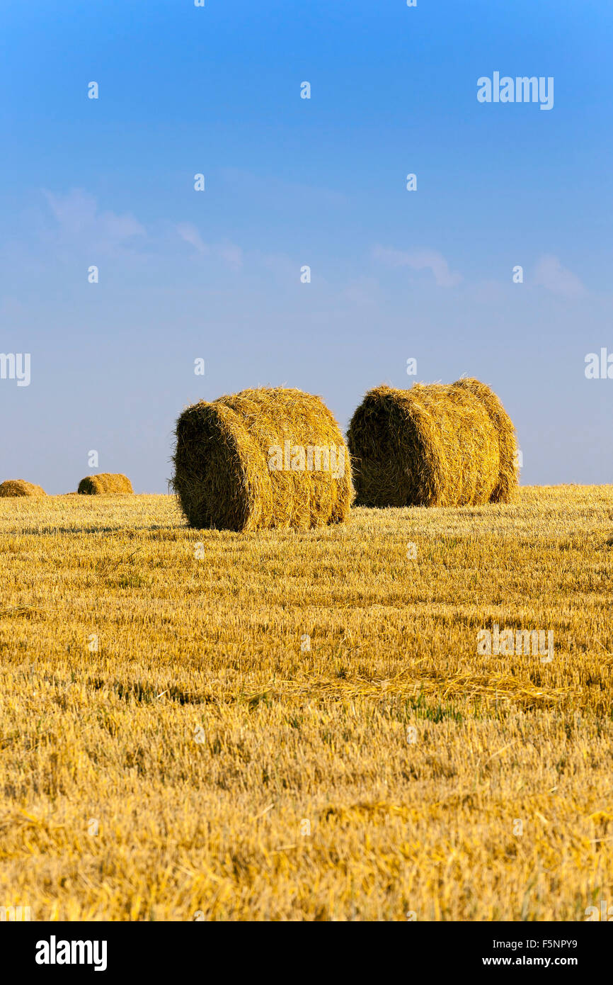 haystacks straw . summer Stock Photo - Alamy
