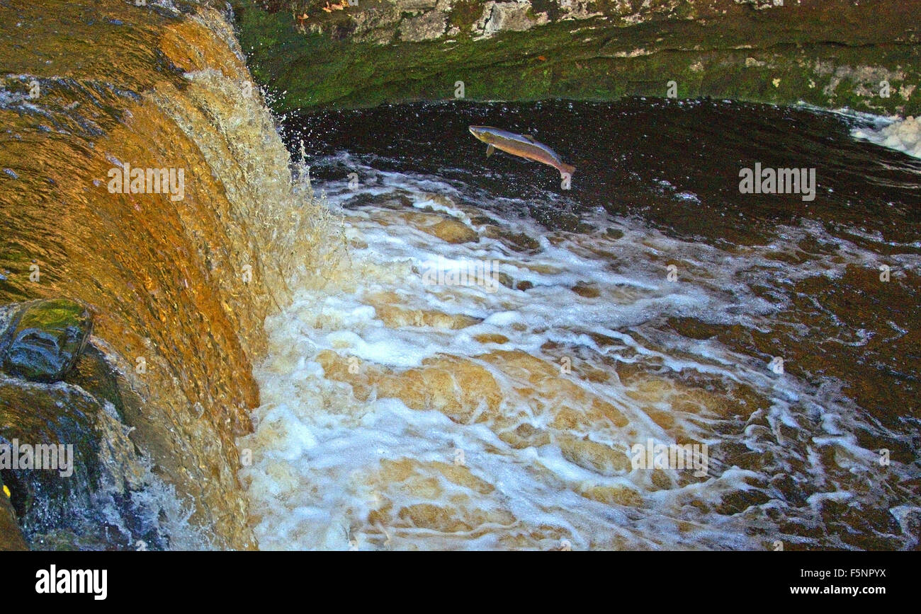 Salmon stainforth force hi-res stock photography and images - Alamy