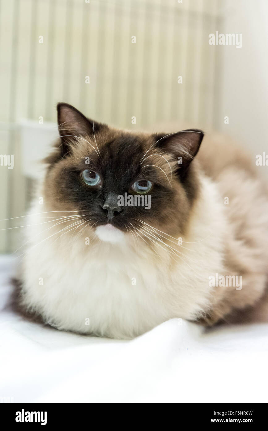 Tamworth, Staffordshire. 07th Nov, 2015. Saturday 7th November 2015 The ...