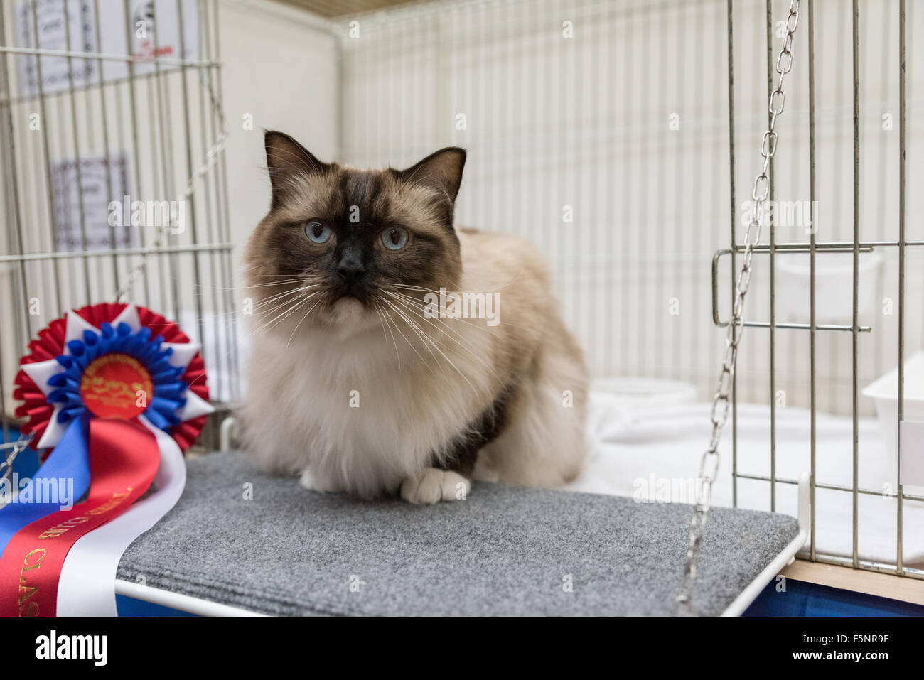 Tamworth, Staffordshire. 07th Nov, 2015. Saturday 7th November 2015 ...