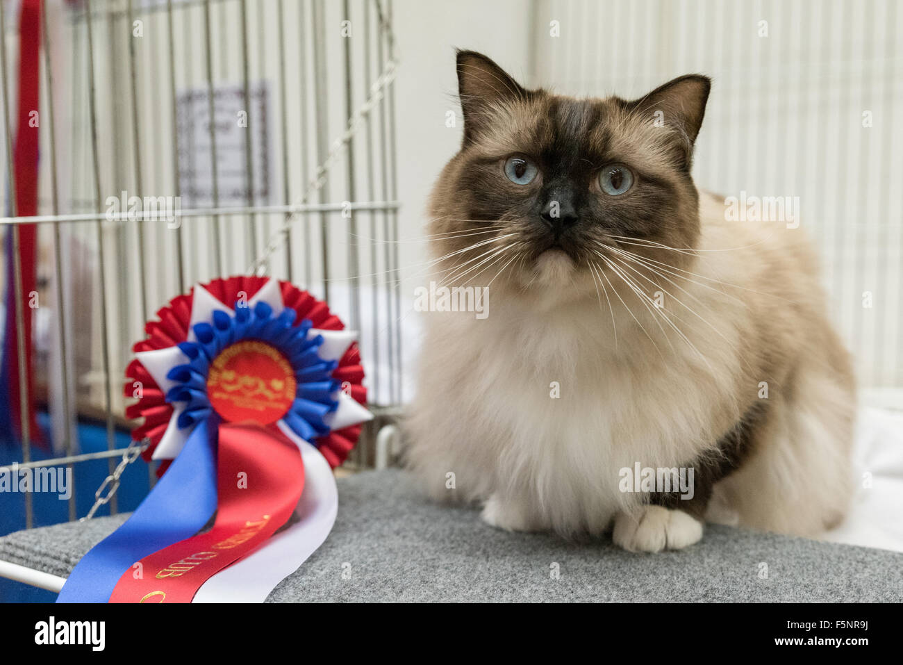 Tamworth, Staffordshire. 07th Nov, 2015. Saturday 7th November 2015 ...