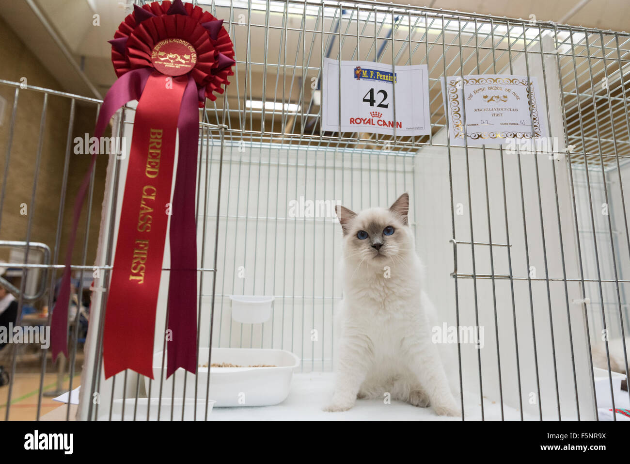 Tamworth, Staffordshire. 07th Nov, 2015. Saturday 7th November 2015 ...