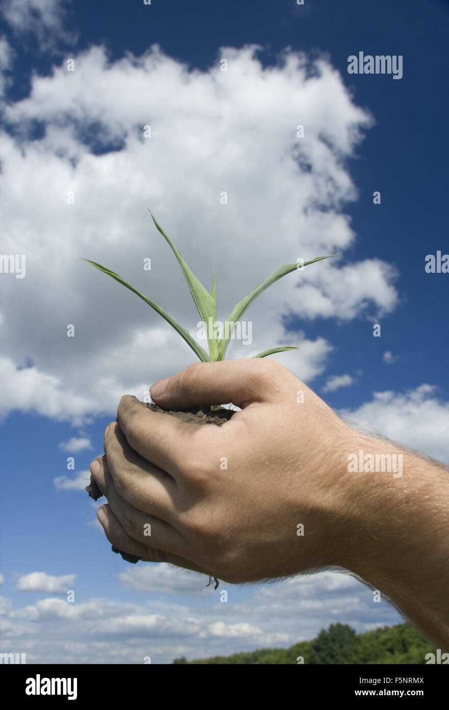 Young plant in palms of hands Stock Photo - Alamy