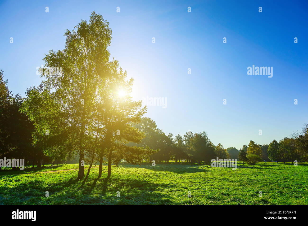 Nature of Park with Sun in Tree Branches and Lawn with Green Grass ...