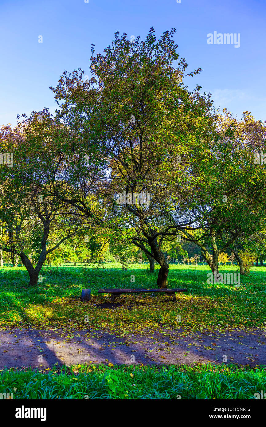 View on Colorful Branchy Trees with Wooden Bench near Road Stock Photo ...
