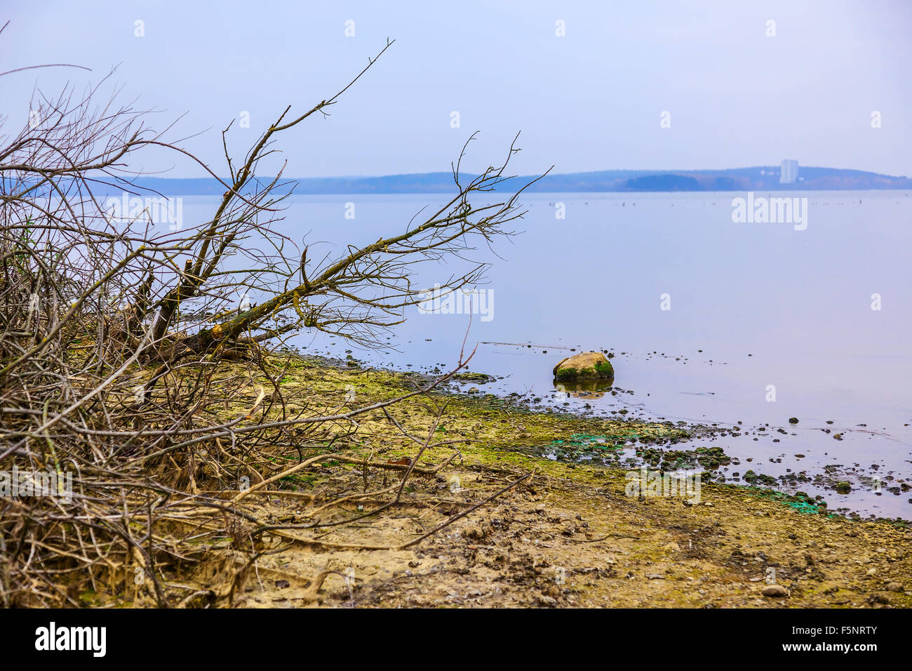 Dry Tree Branches Lying on Sandy Beach of Sea Stock Photo - Alamy