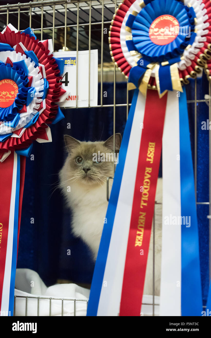 Tamworth, Staffordshire. 07th Nov, 2015. Saturday 7th November 2015 ...