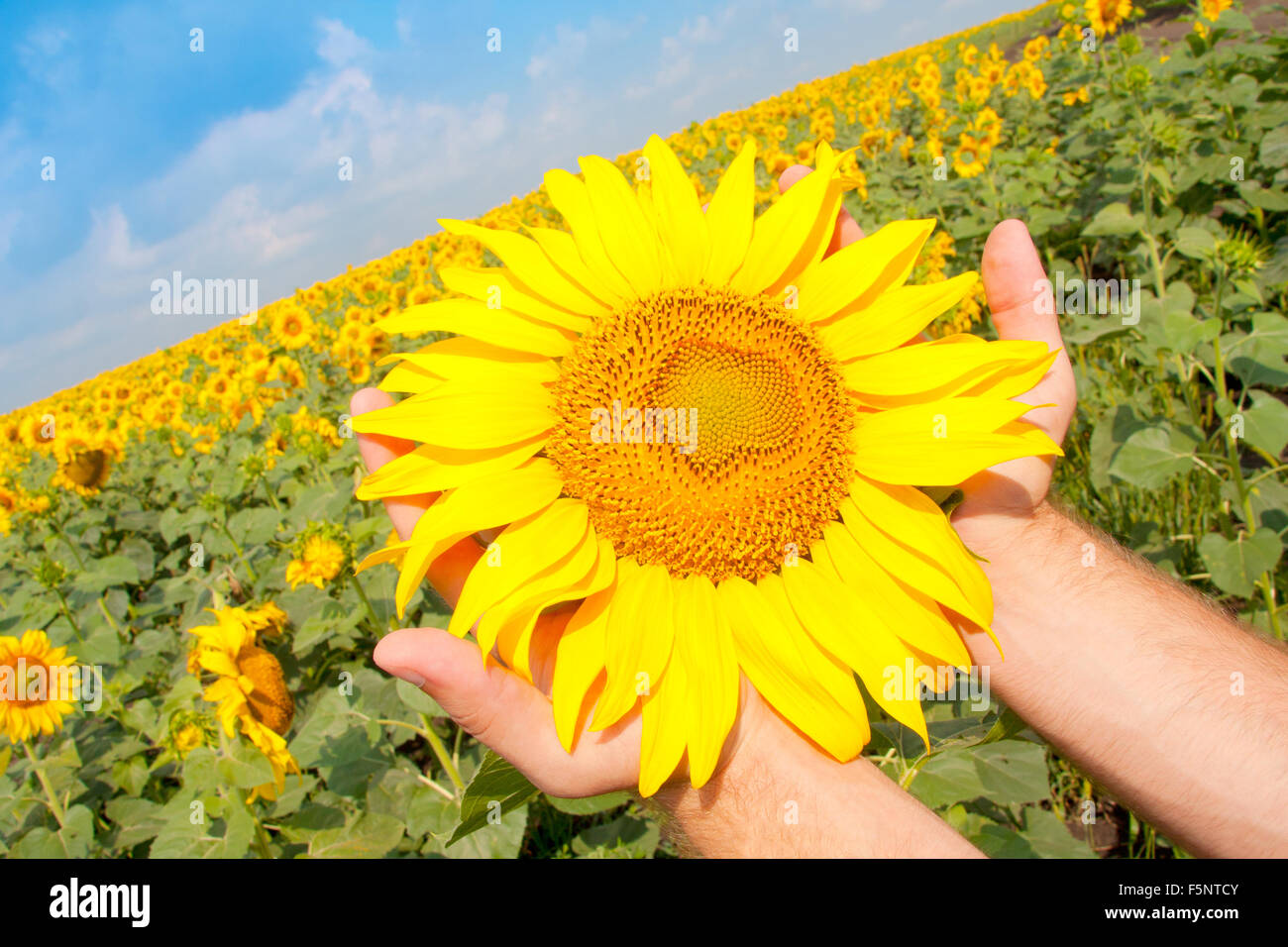 Sunflower in palms of hands Stock Photo - Alamy