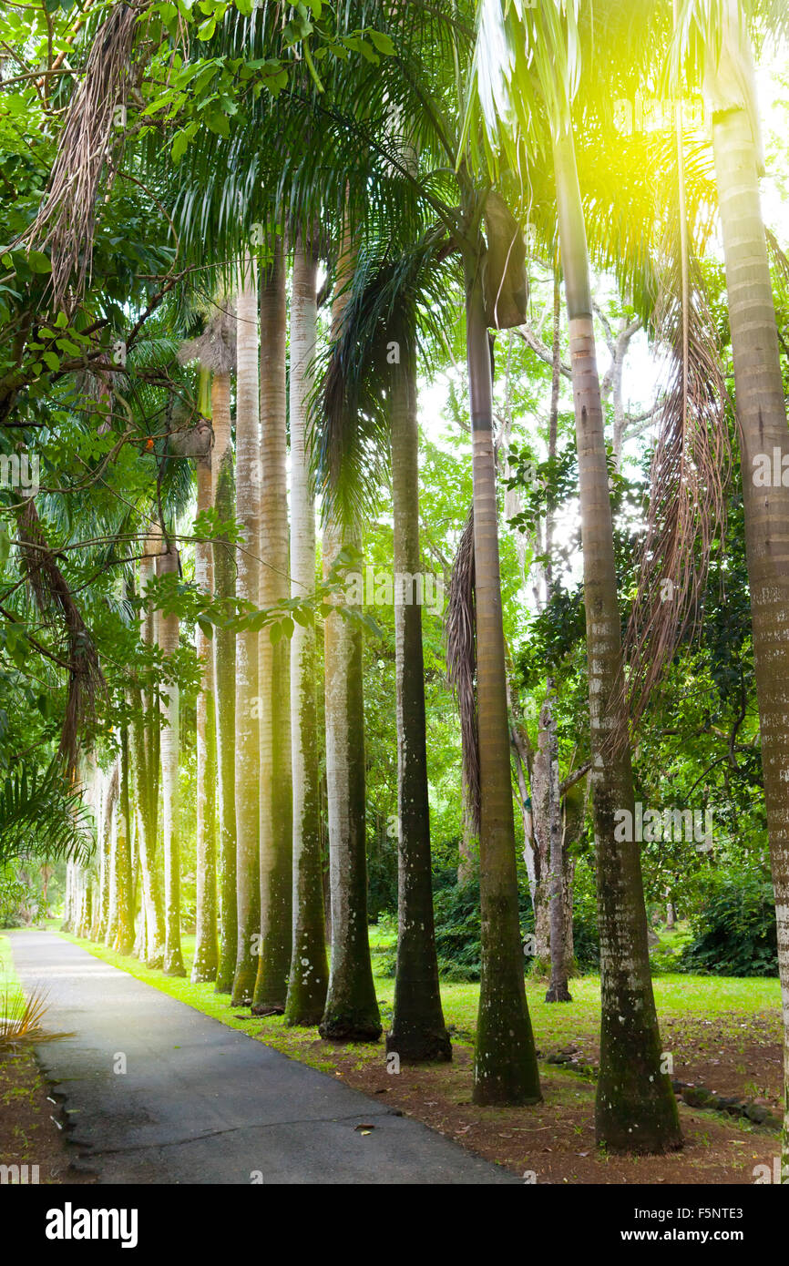 The avenue of the Cuban palm trees (royal palm tree) on Mauritius ...