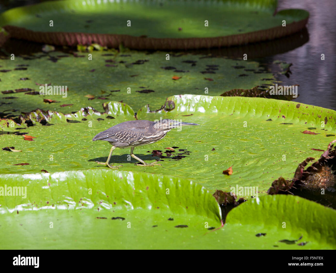 Victoria regia plant hi-res stock photography and images - Alamy
