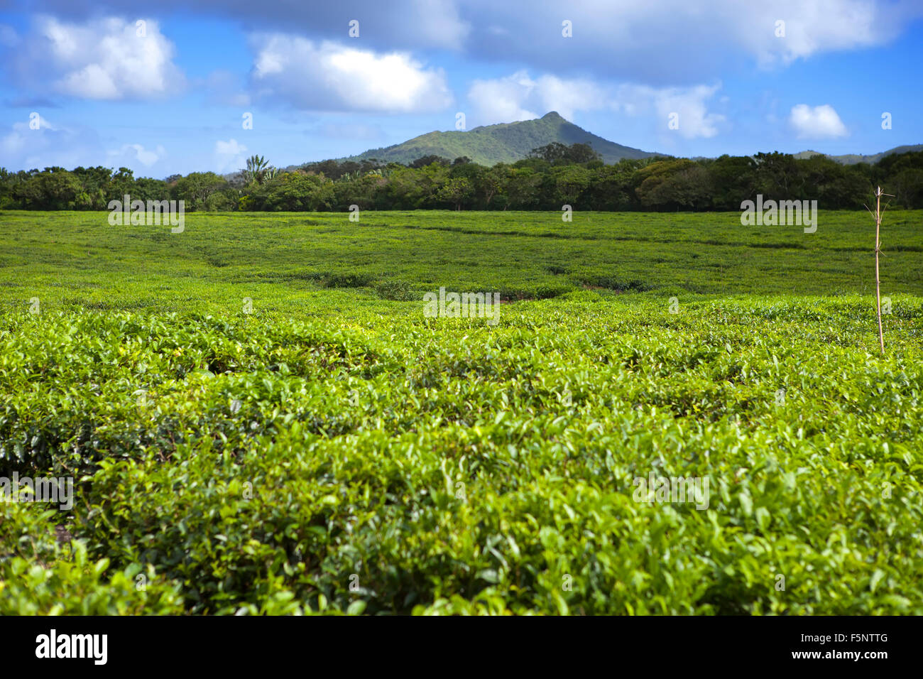 Mauritius tea plantation hi-res stock photography and images - Alamy