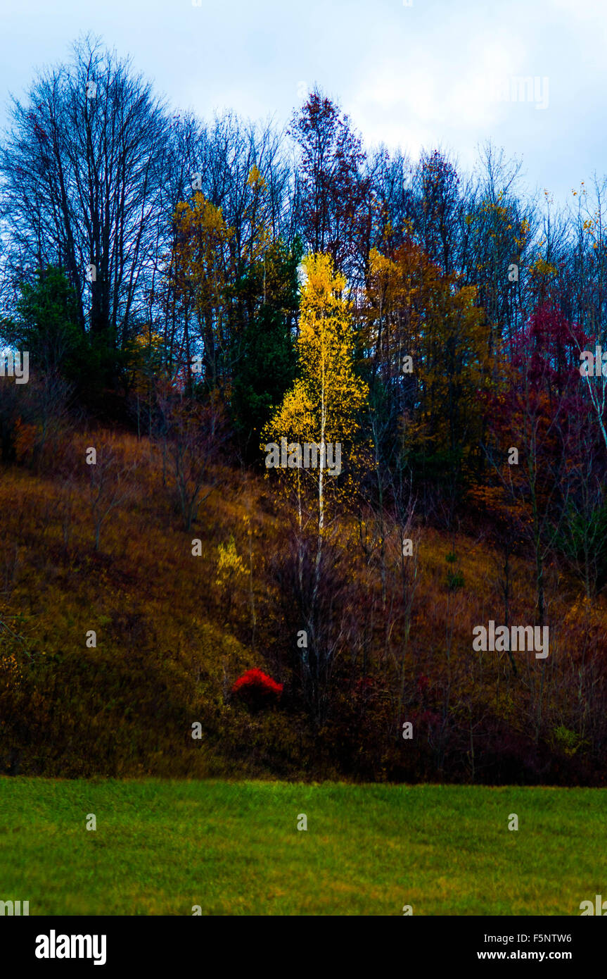 fall ,colors, nature, scenic, sky, foliage, dramatic, perspective ...