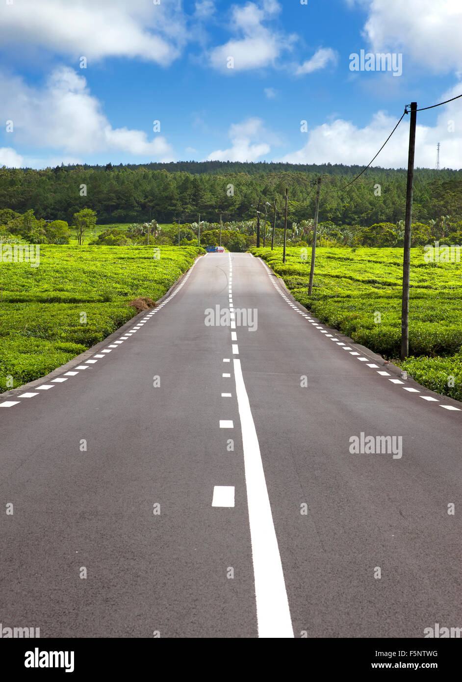 Mauritius tea plantation hi-res stock photography and images - Alamy