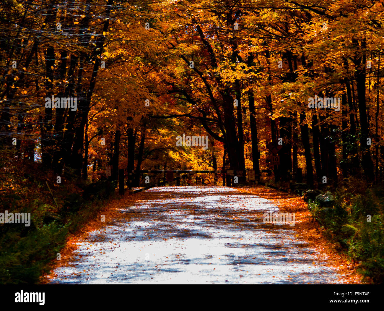 Scenic road fall colors hi-res stock photography and images - Alamy