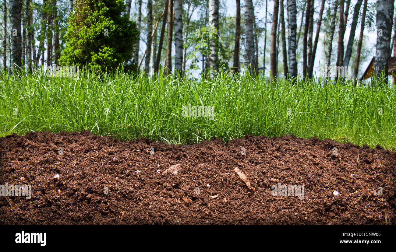 Plant slice grass hi-res stock photography and images - Alamy