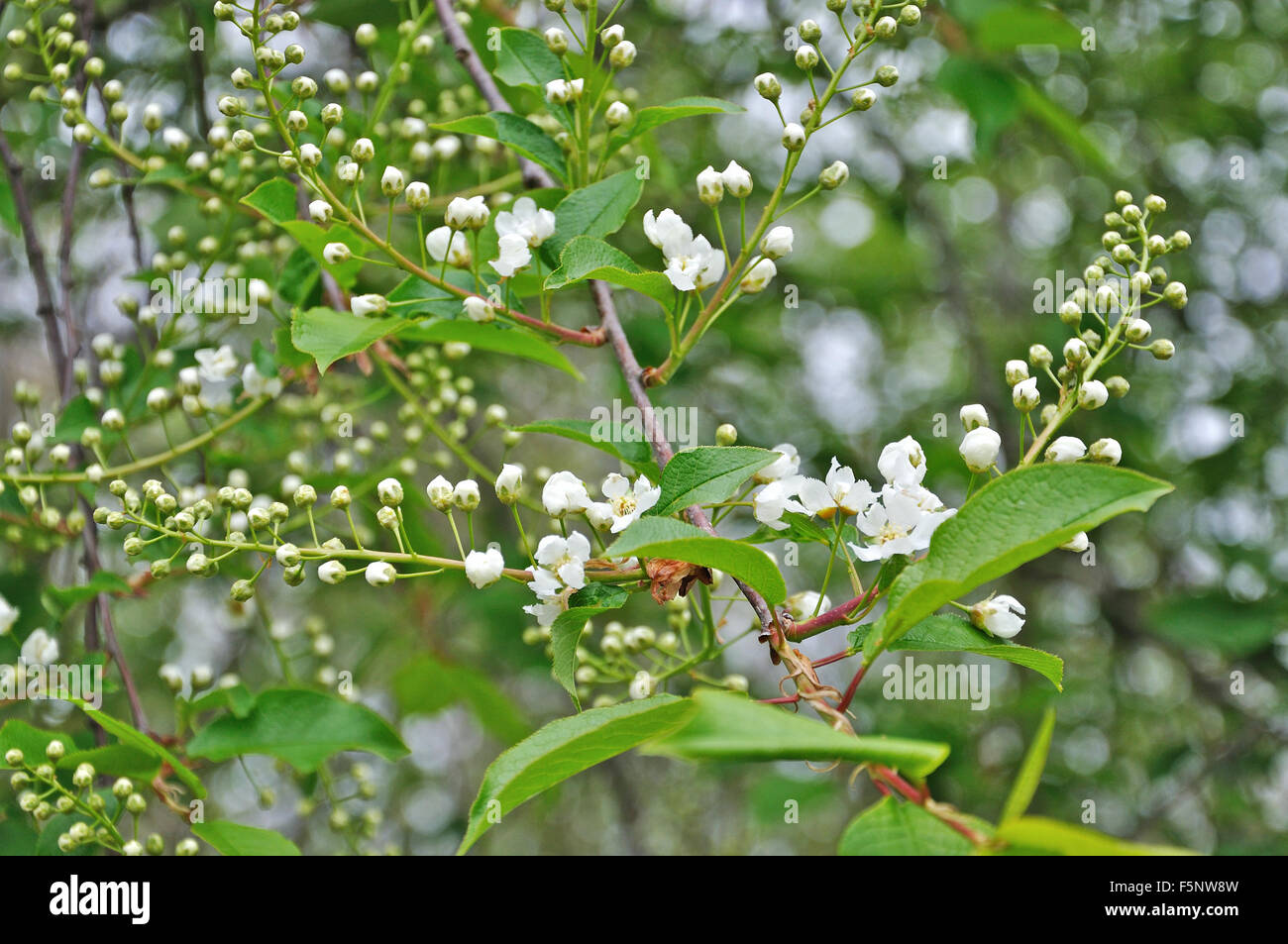 White spring flowers on natural shrub outdoors in May Stock Photo - Alamy