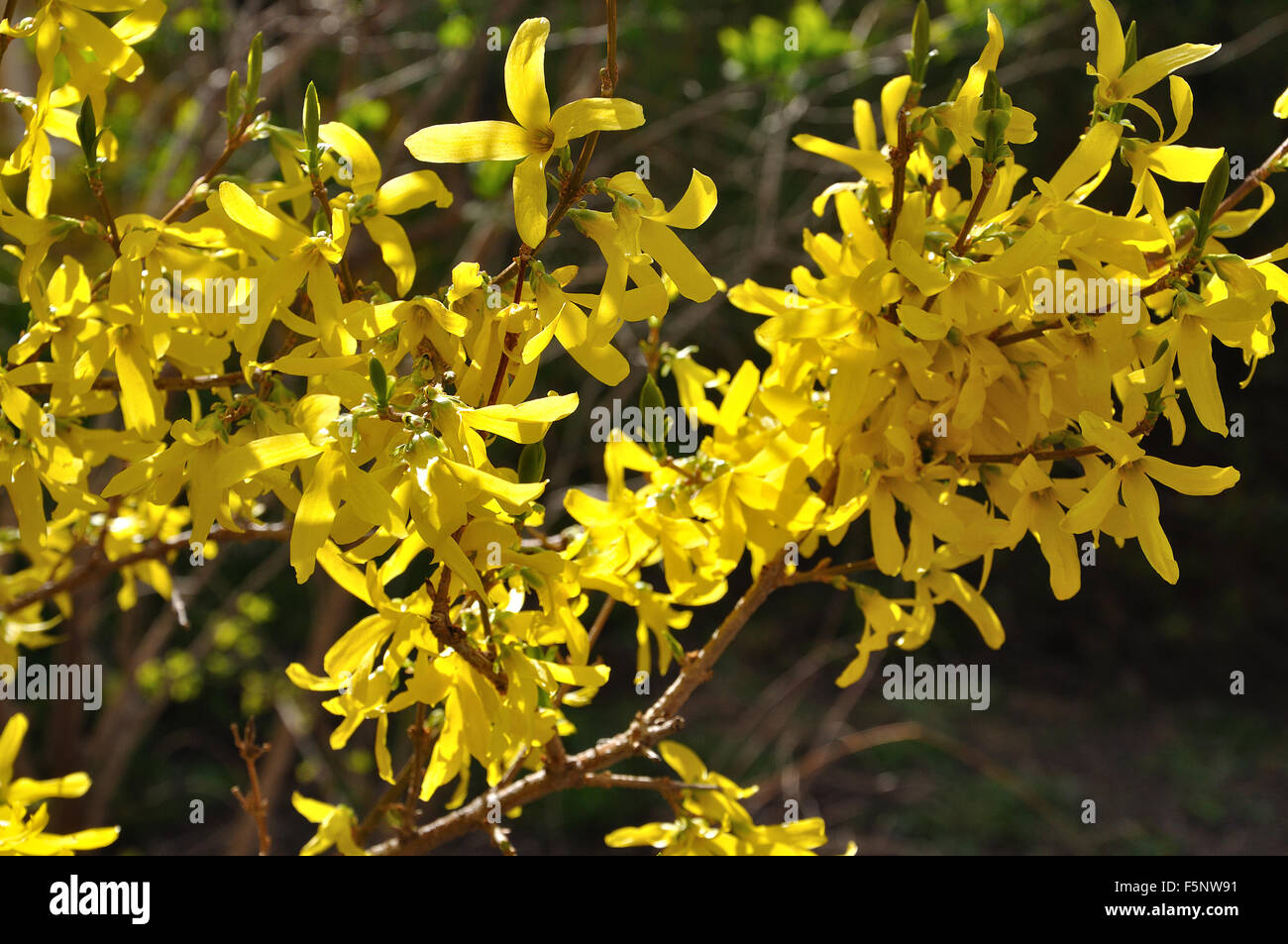Forsythia flowers closeup blossoming in spring Stock Photo - Alamy