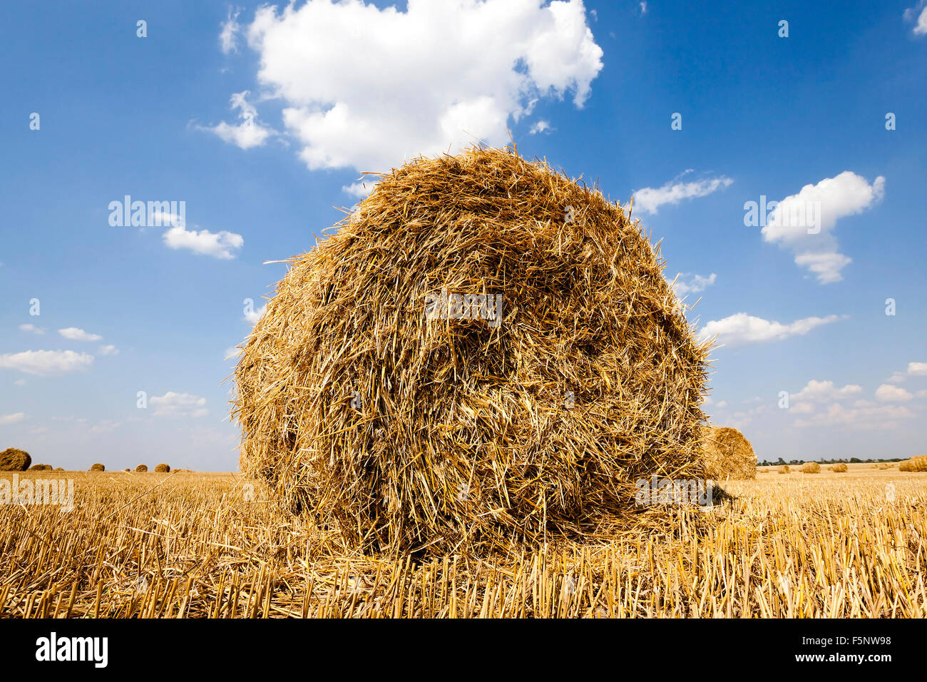 stack of straw in the field Stock Photo - Alamy