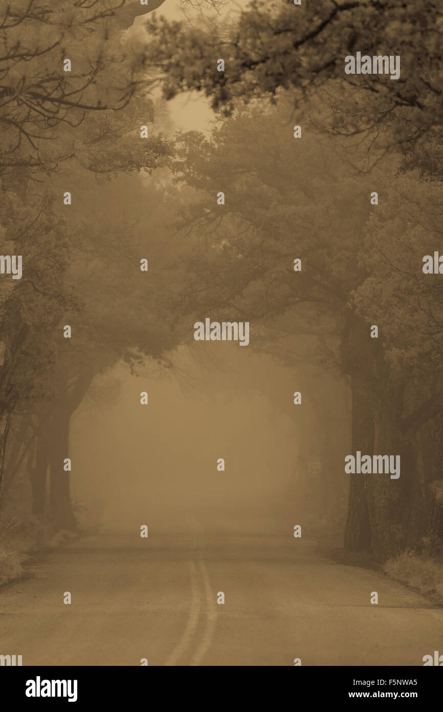 Forest Road in Fog Stock Photo - Alamy
