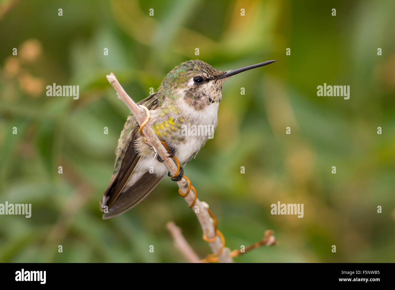 Female Anna's Hummingbird on Perch Stock Photo - Alamy