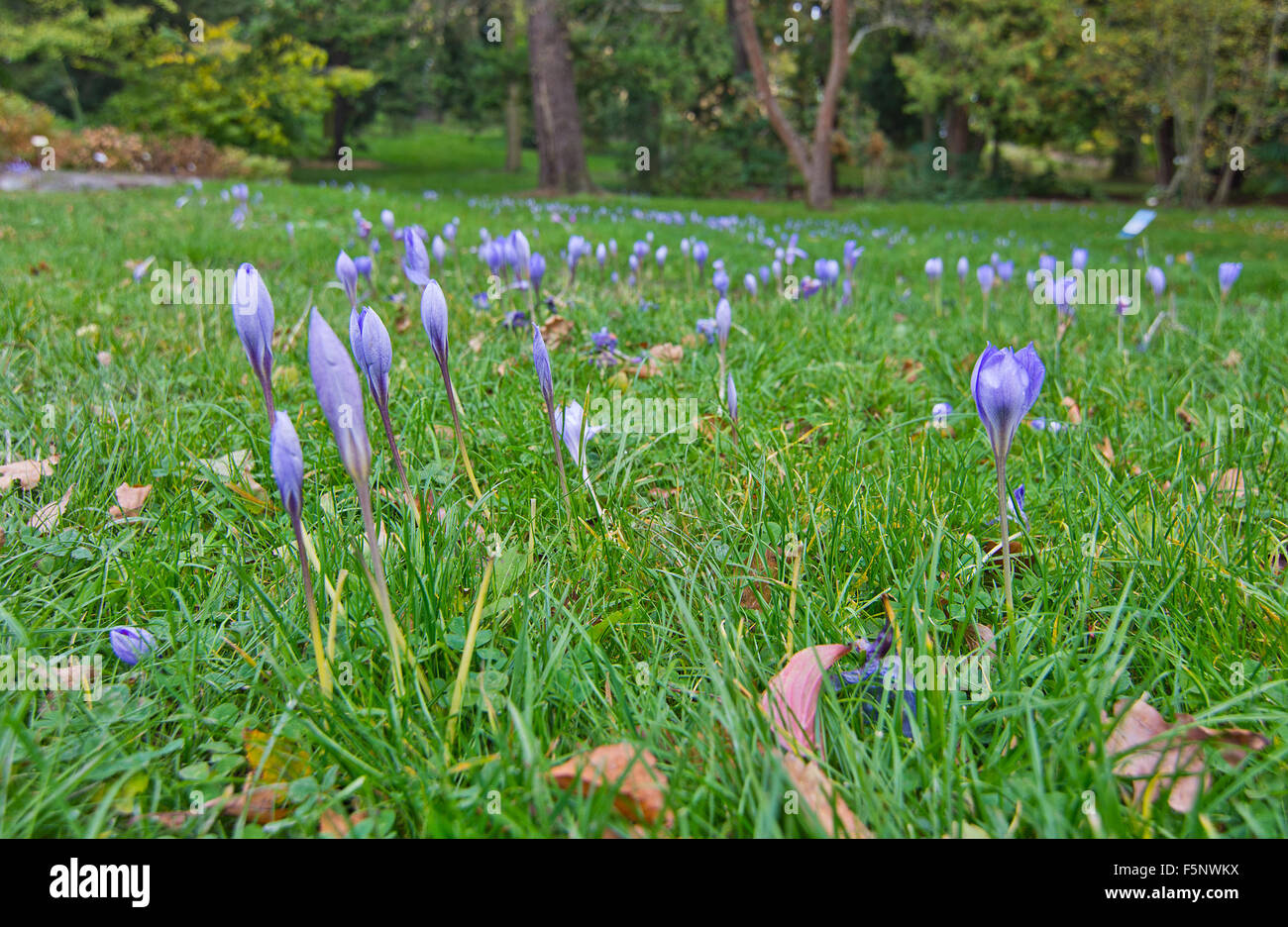 Colchicum autumnale autumn crocus hi-res stock photography and images ...