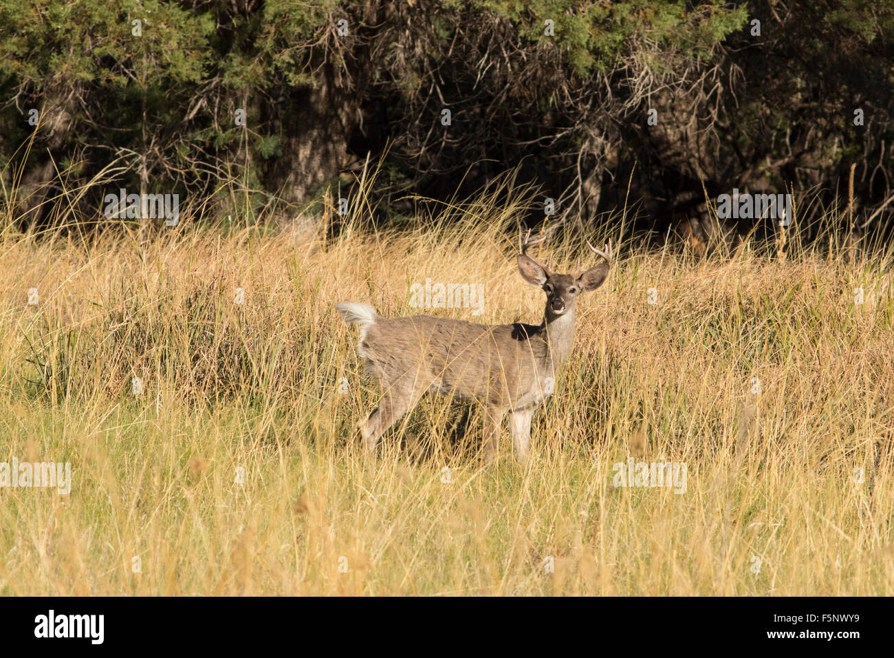 Arizona white tailed deer hi-res stock photography and images - Alamy