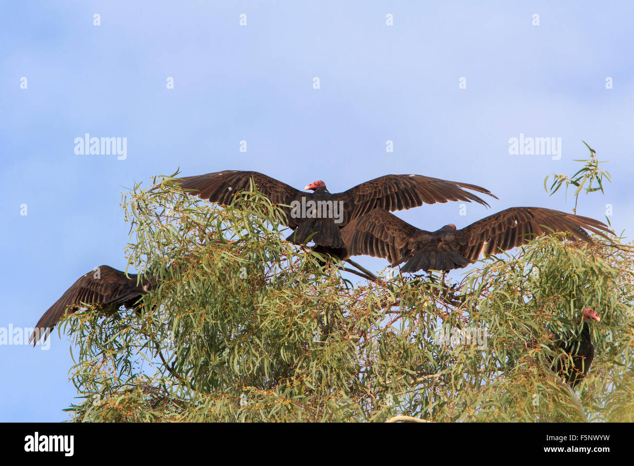 Turkey Vultures Warm Up Stock Photo - Alamy