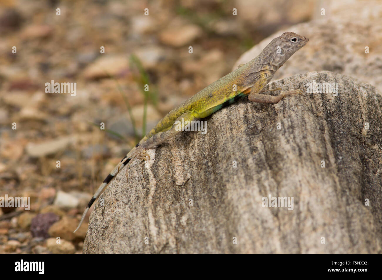 Zebra Tailed Lizard High Resolution Stock Photography and Images - Alamy