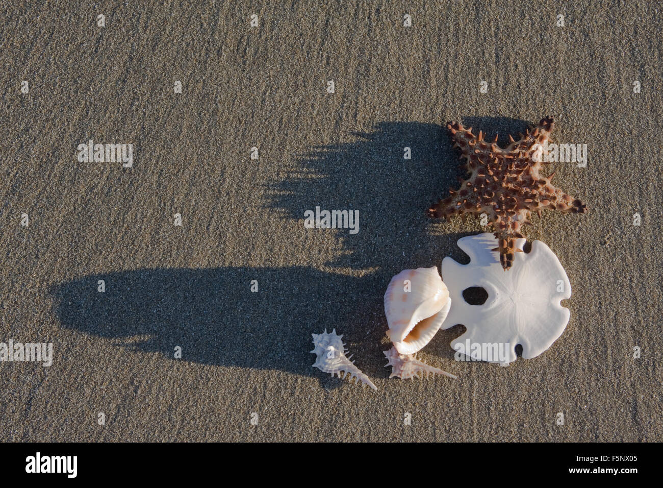 Spiny sand star hi-res stock photography and images - Alamy
