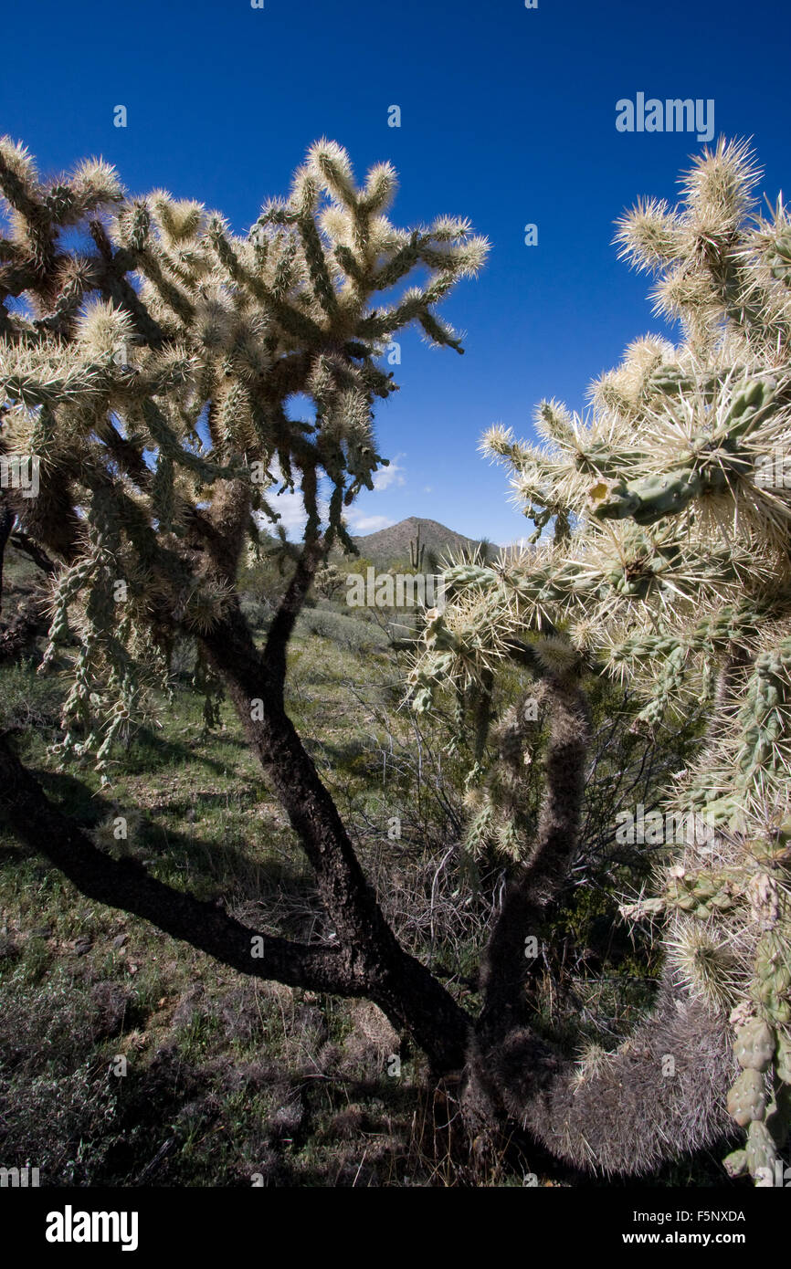 Spiny cholla cactus frames a view of Organ Pipe Cactus National ...