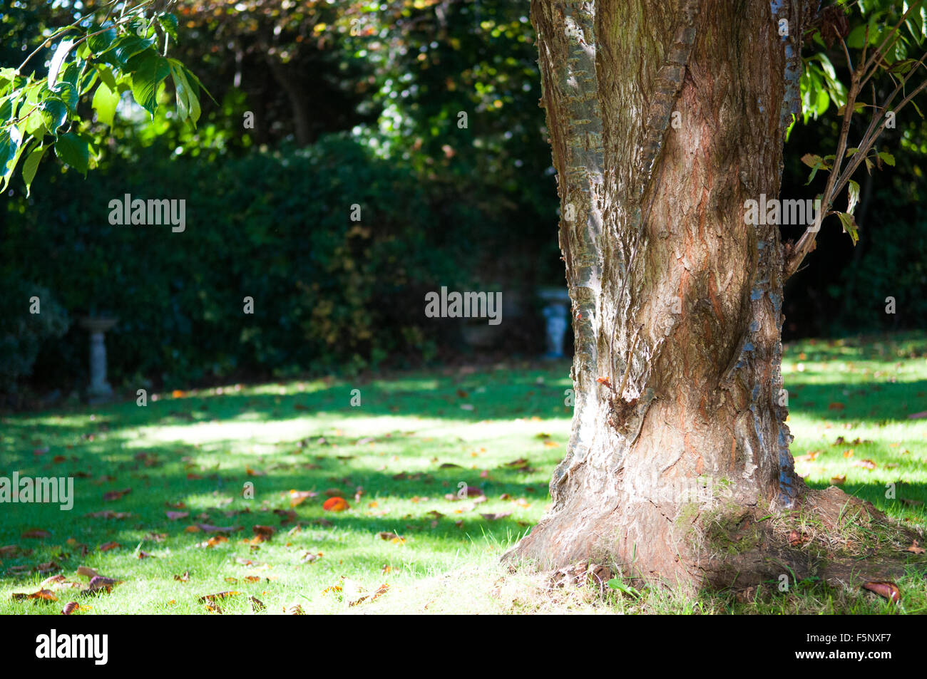 Tree in a garden with morning sunlight Stock Photo - Alamy