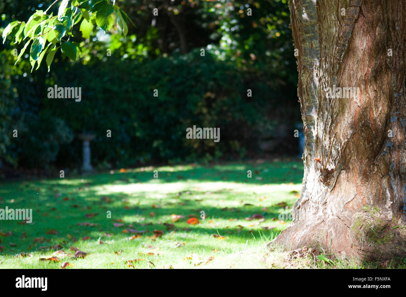 Tree in a garden with morning sunlight Stock Photo - Alamy
